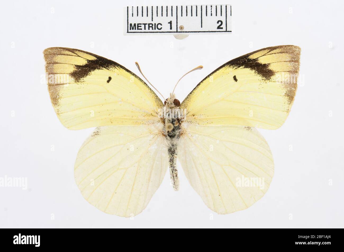 Colotis hi-res stock photography and images - Alamy