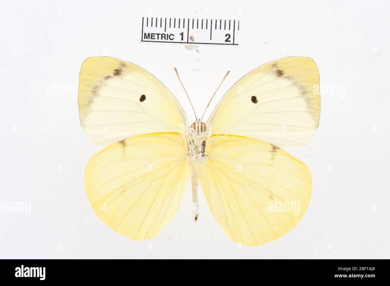 Colotis mananhari hi-res stock photography and images - Alamy