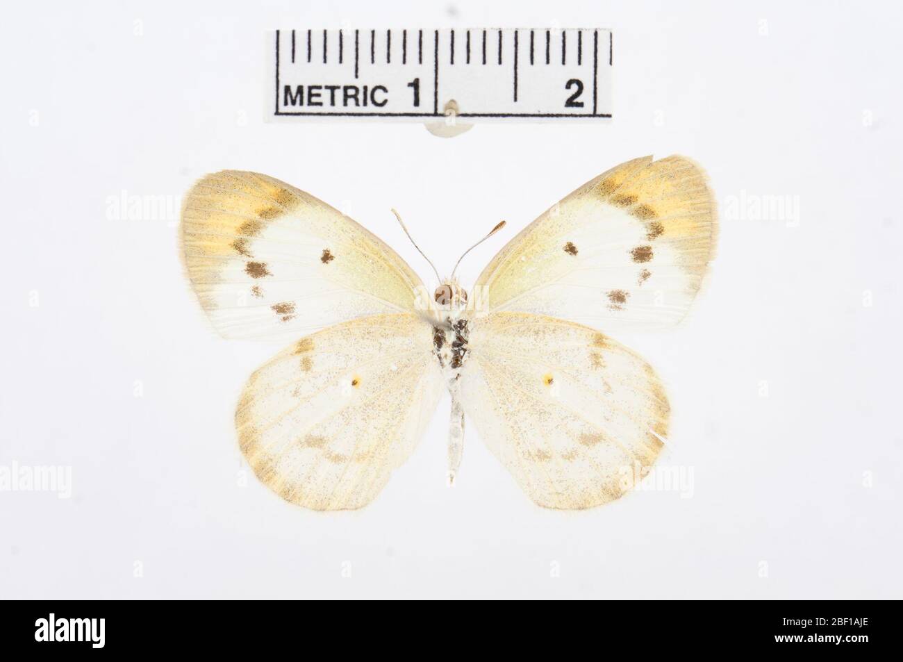 Colotis etrida. 14 Jul 20161 Stock Photo - Alamy