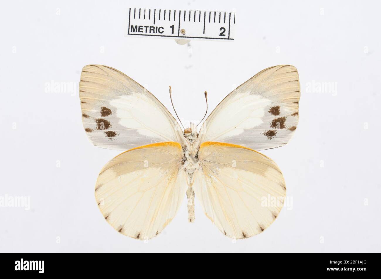 Colotis eris hi-res stock photography and images - Alamy