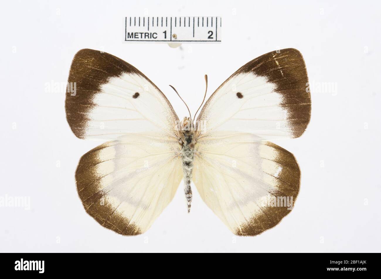 Colotis mananhari hi-res stock photography and images - Alamy