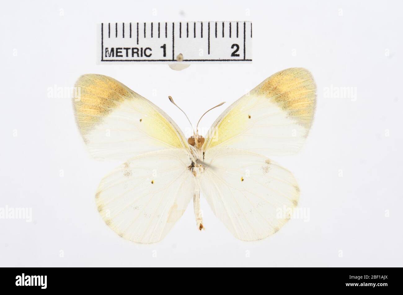 Colotis hi-res stock photography and images - Alamy