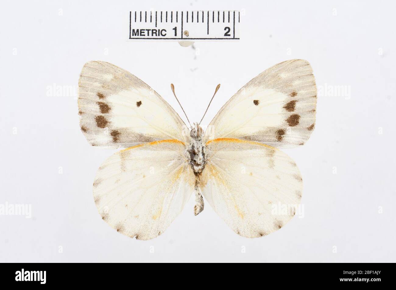 Colotis eris hi-res stock photography and images - Alamy