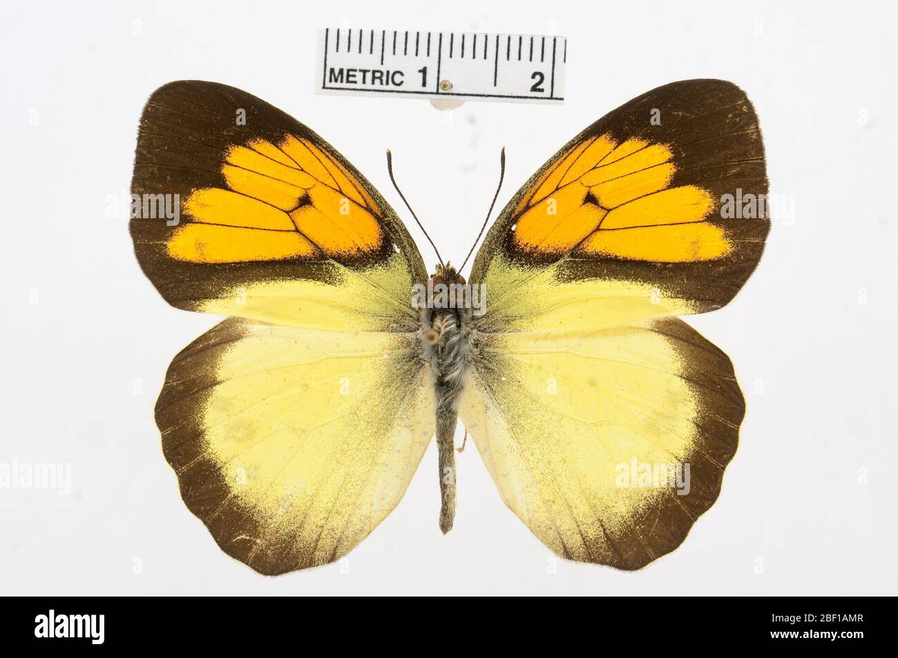 Ixias pyrene hi-res stock photography and images - Alamy