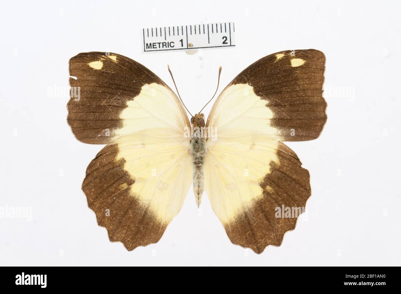 Cleodora hi-res stock photography and images - Alamy