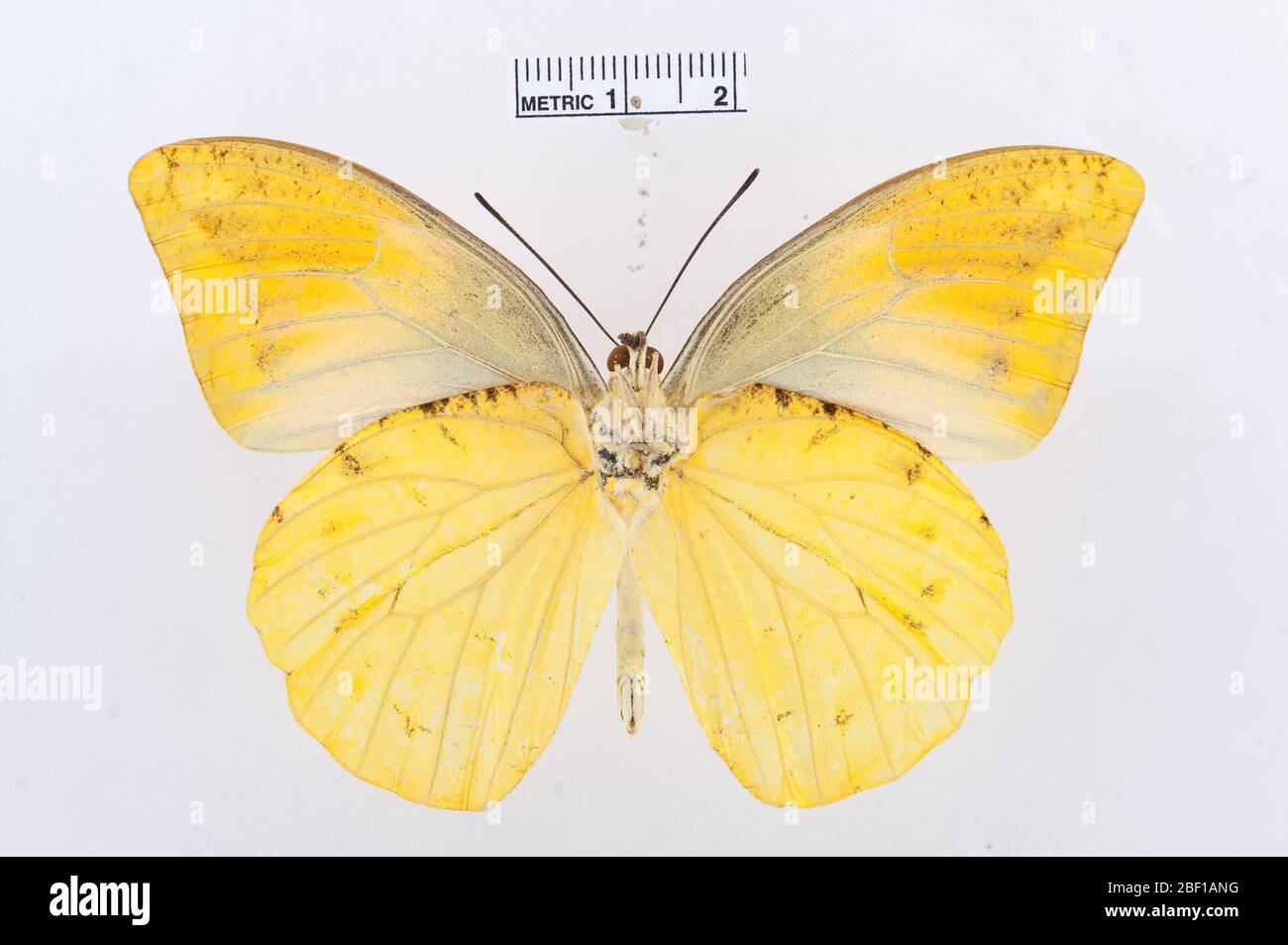 Leucippe hi-res stock photography and images - Alamy