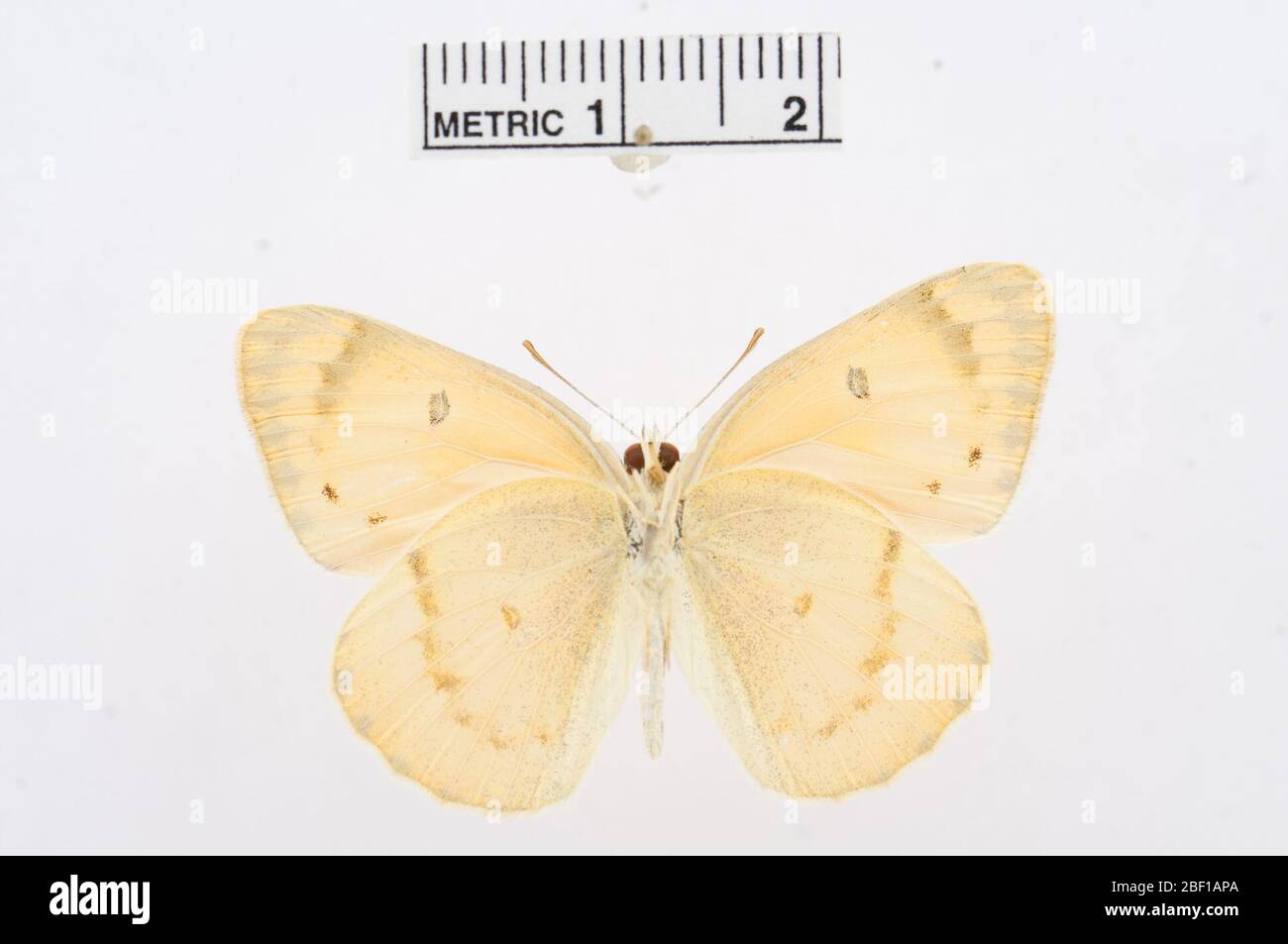 Colotis fausta hi-res stock photography and images - Alamy