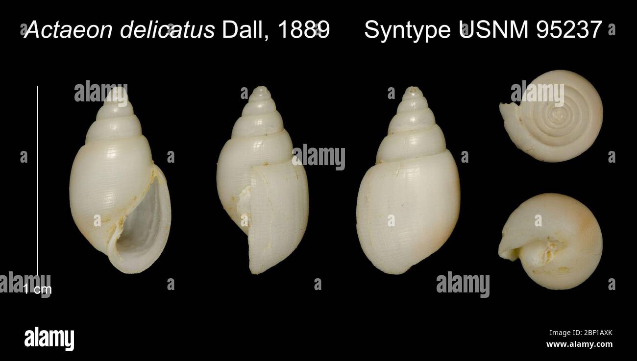 Delicatus hi-res stock photography and images - Alamy