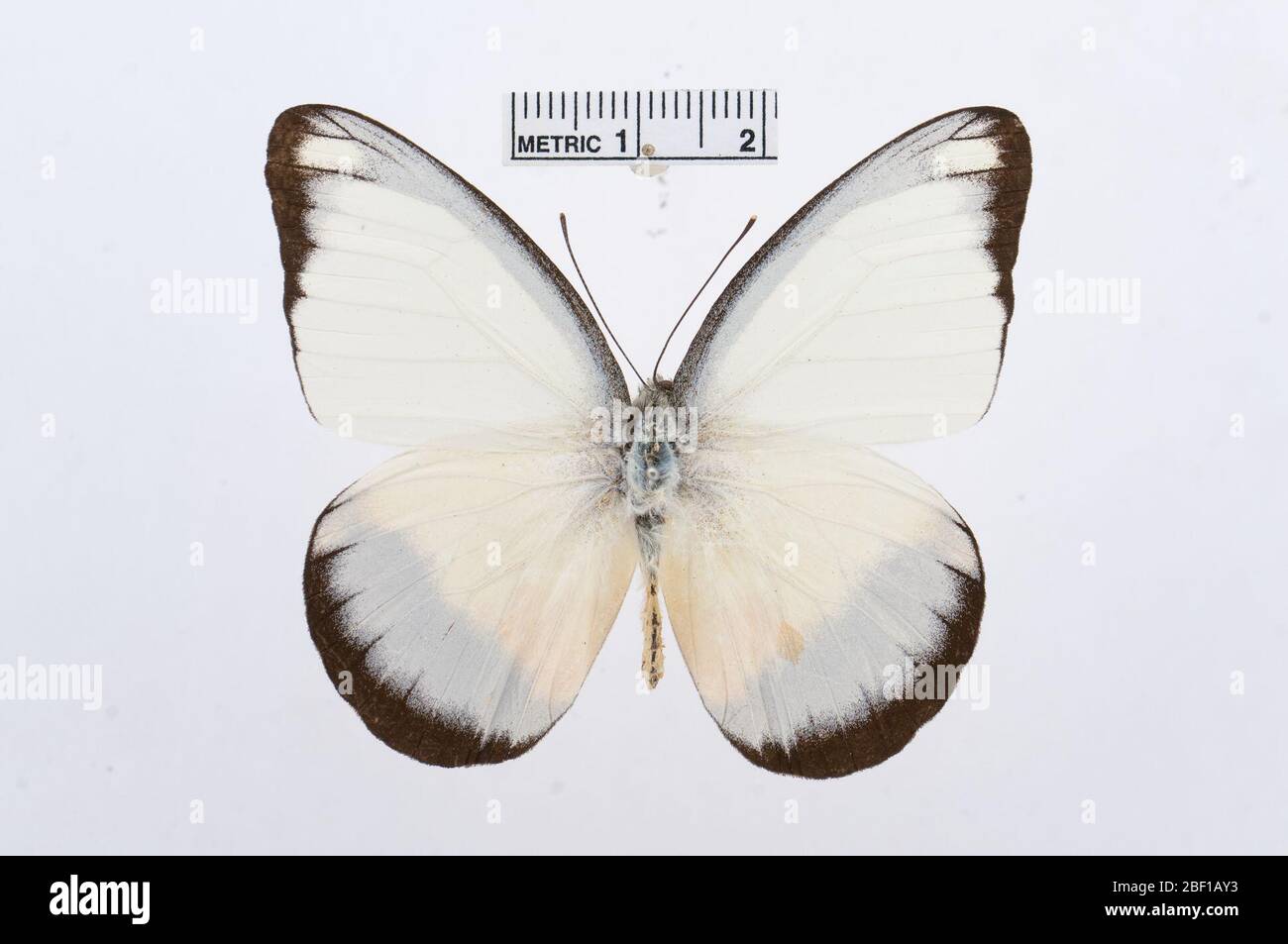 Appias ada hi-res stock photography and images - Alamy