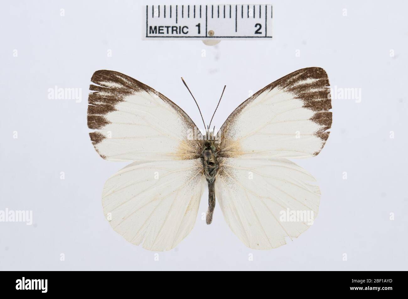 Appias aegis hi-res stock photography and images - Alamy