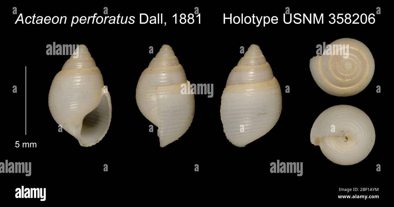 Perforatus hi-res stock photography and images - Alamy