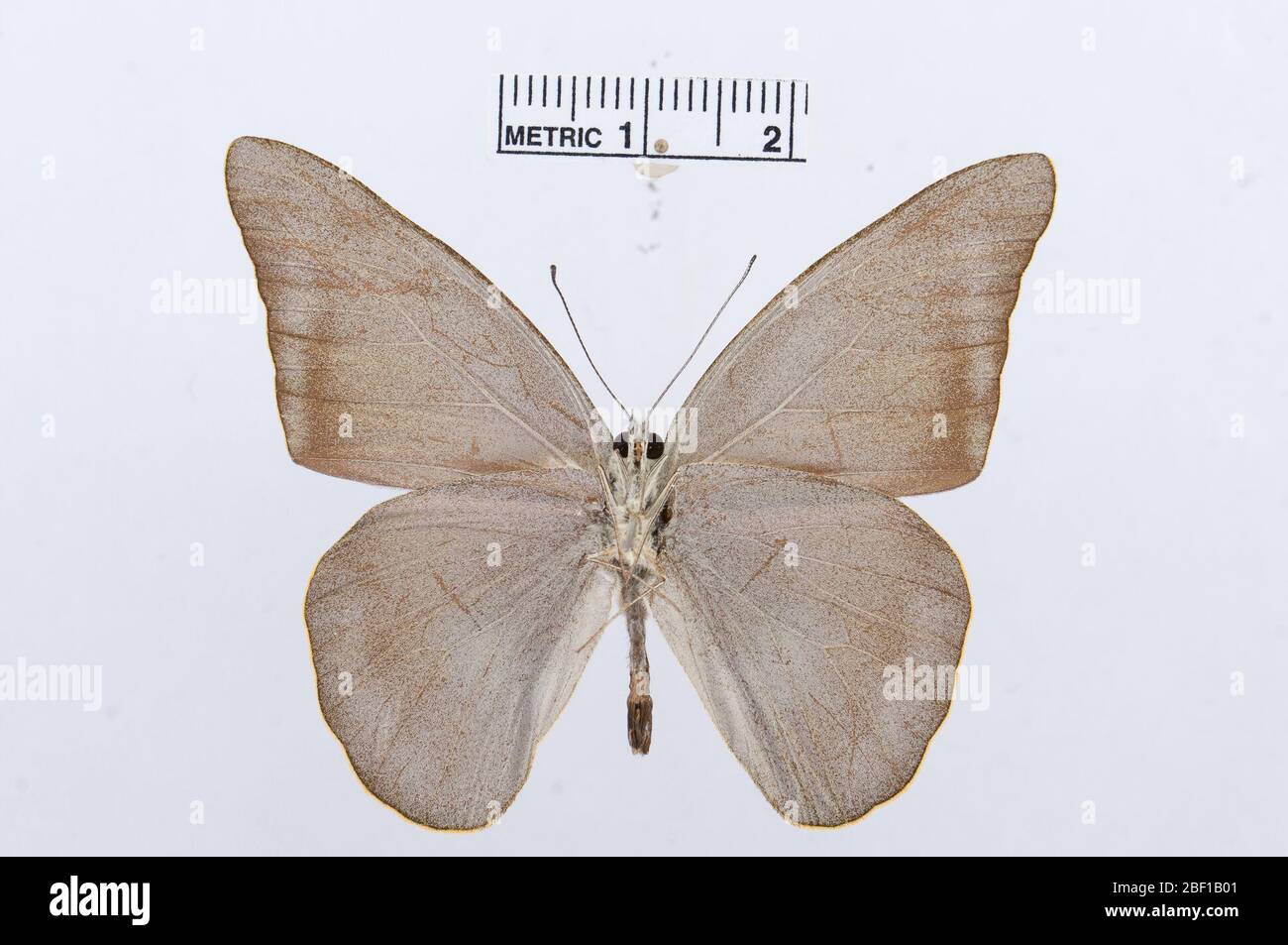 Appias placidia hi-res stock photography and images - Alamy
