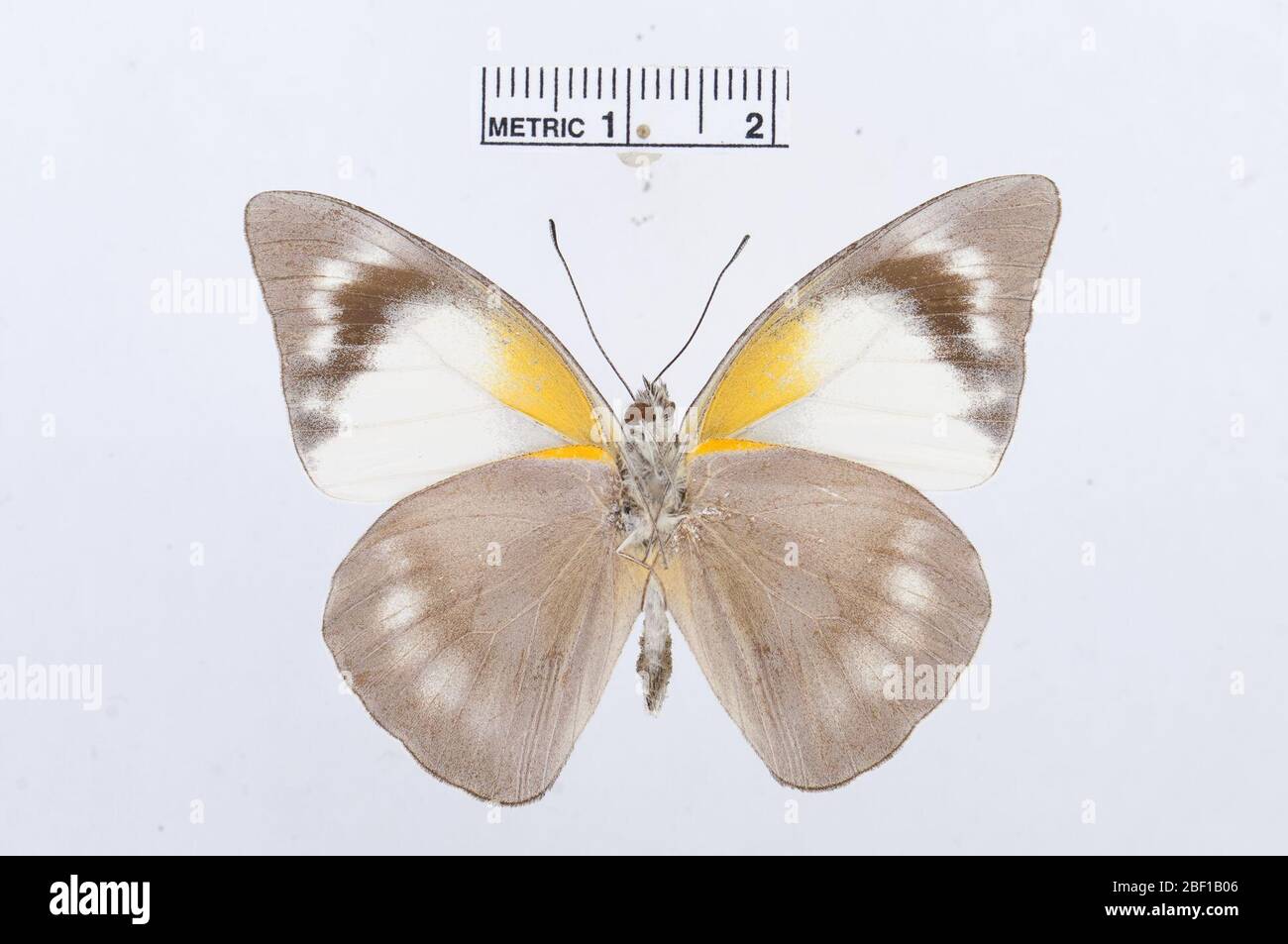 Appias melania hi-res stock photography and images - Alamy