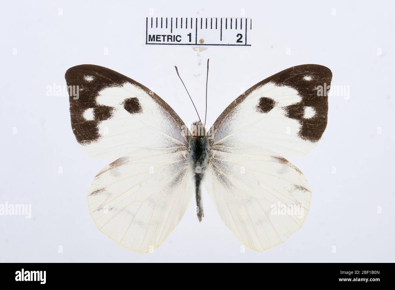 Appias phoebe hi-res stock photography and images - Alamy