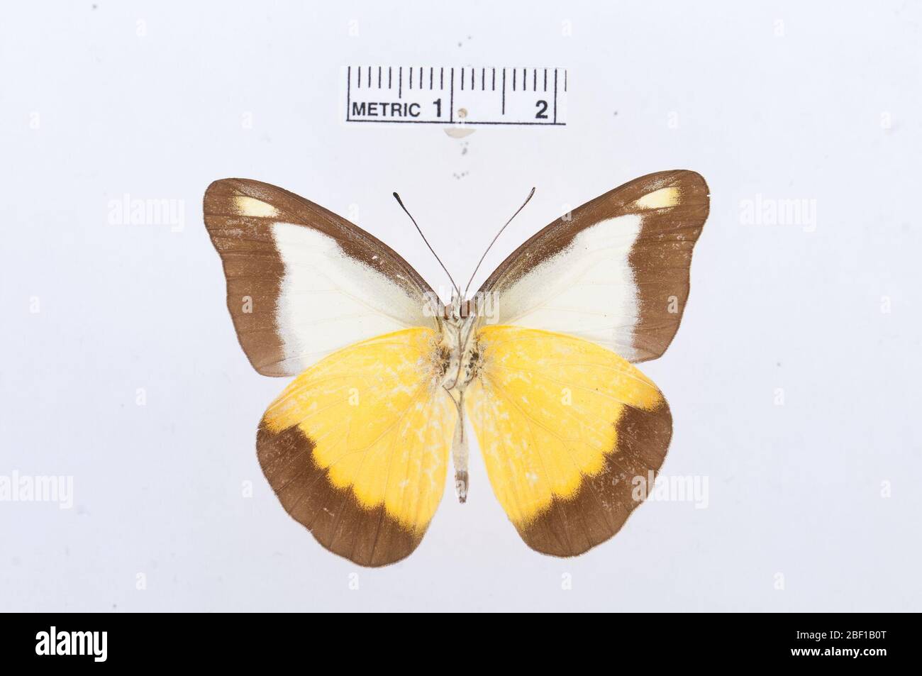 Nephele hi-res stock photography and images - Alamy