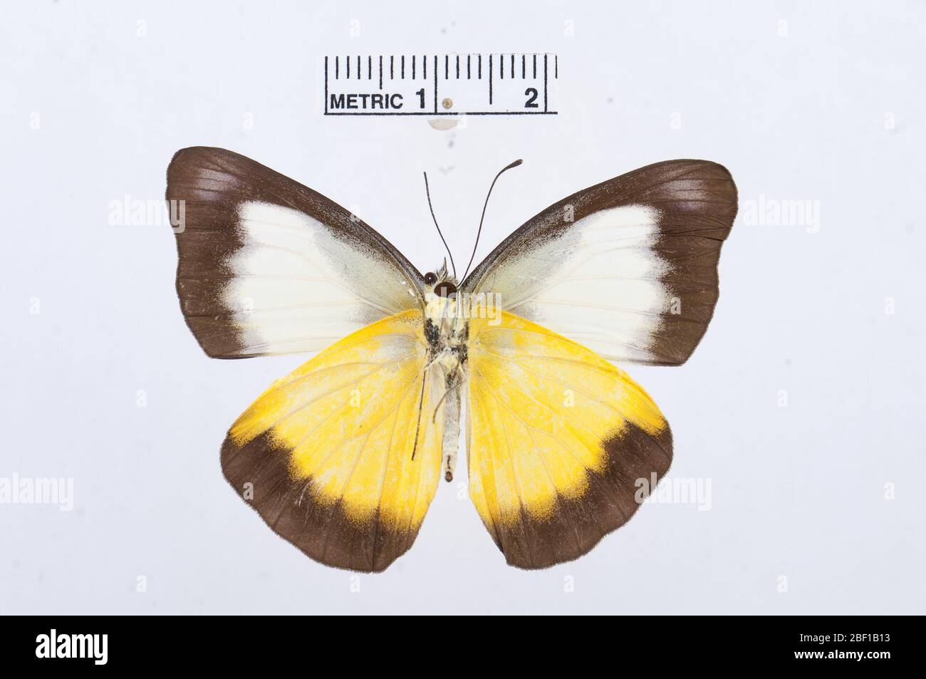 Appias nephele. 14 Jul 20161 Stock Photo - Alamy