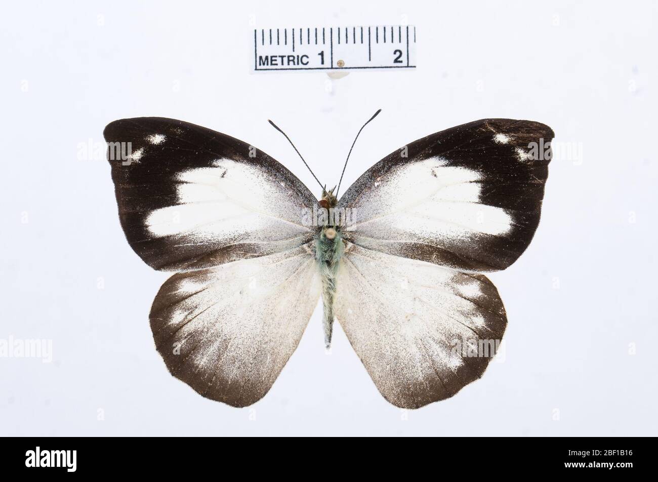 Appias indra hi-res stock photography and images - Alamy