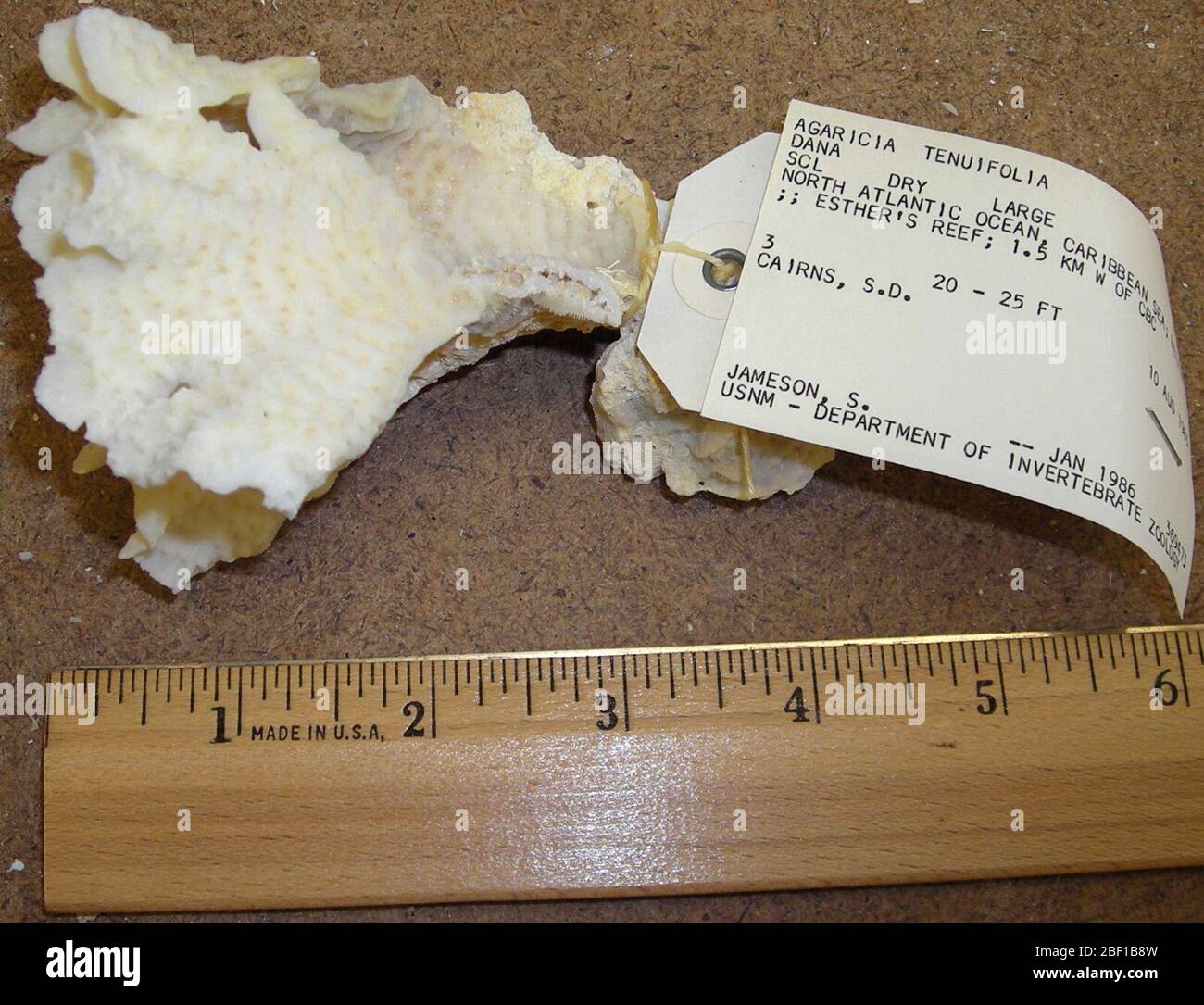 Undaria hi-res stock photography and images - Alamy