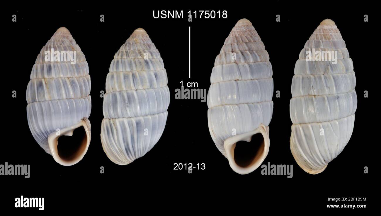 Cerion hi-res stock photography and images - Alamy