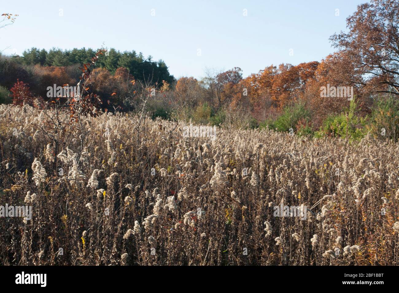 Old Goldenrod Field Stock Photo - Alamy