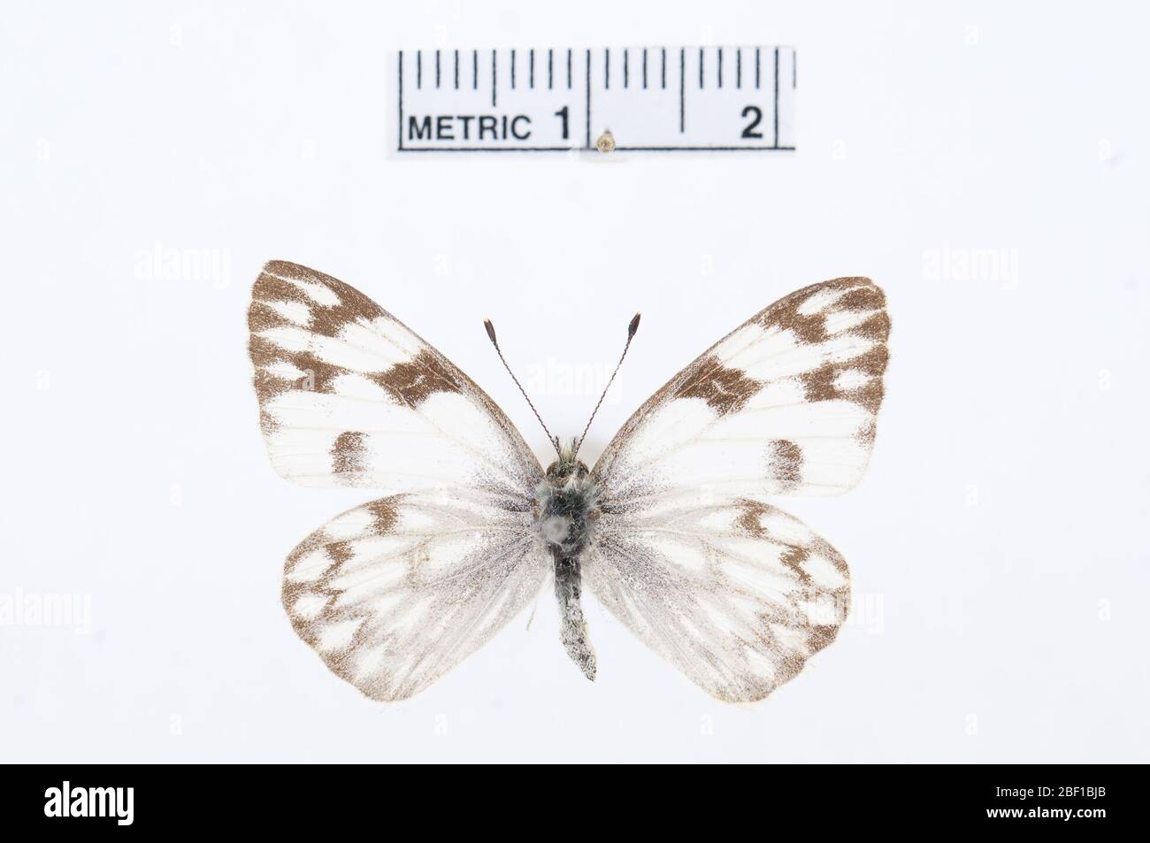 Protodice hi-res stock photography and images - Alamy