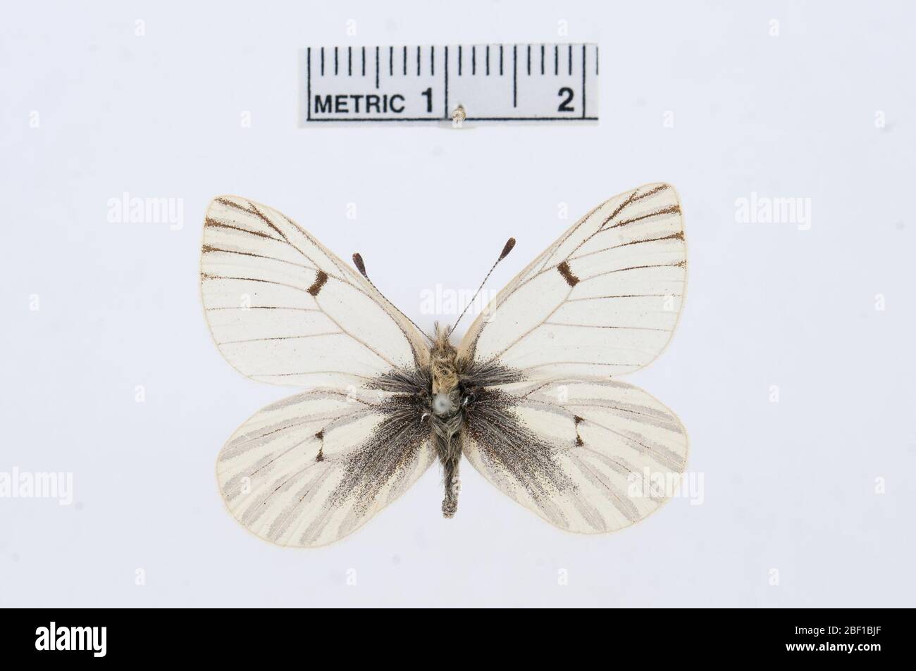 Baltia hi-res stock photography and images - Alamy