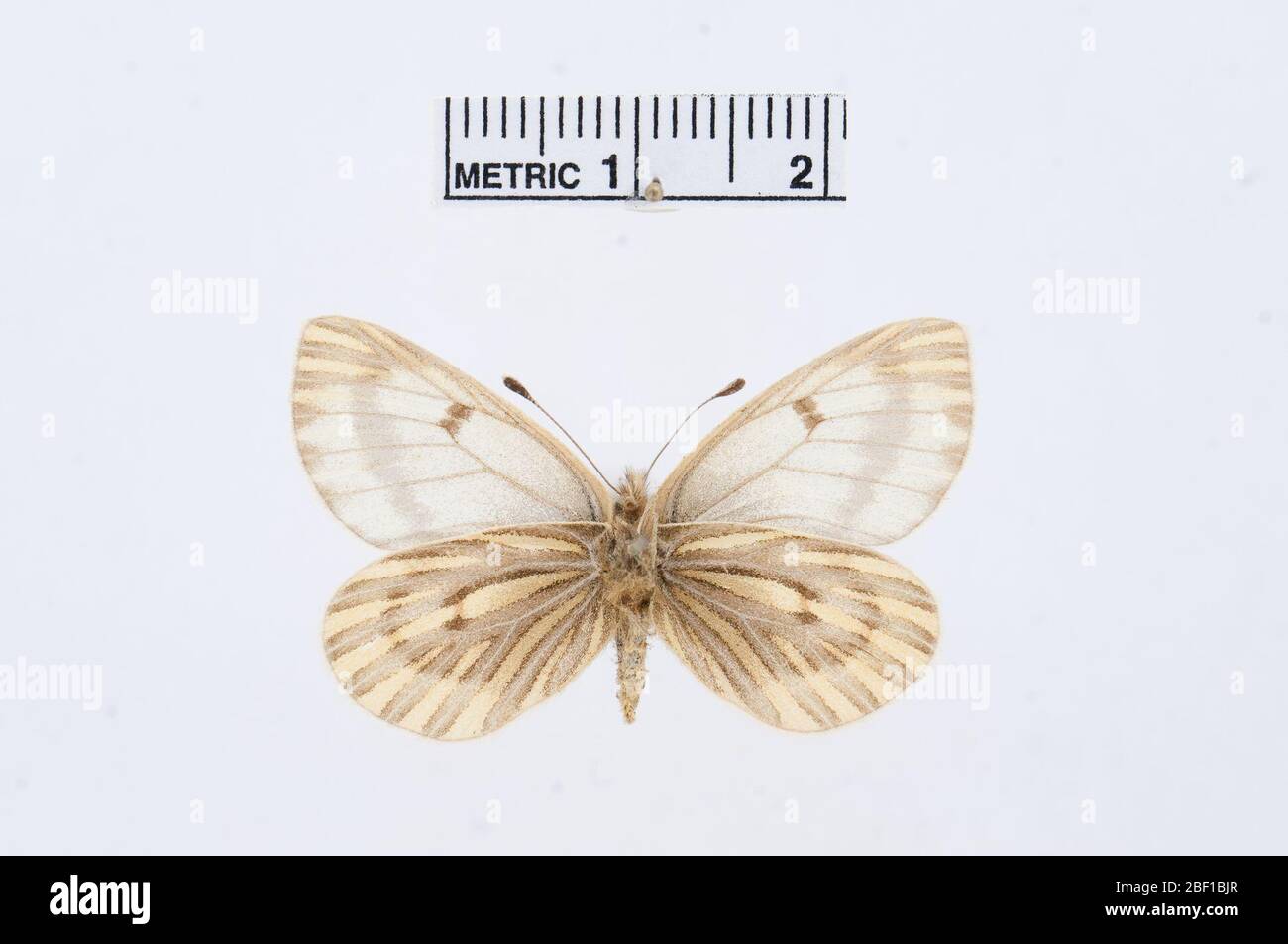 Baltia hi-res stock photography and images - Alamy