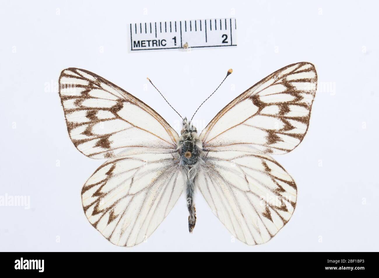 Tatochila theodice. 14 Jul 20161 Stock Photo - Alamy