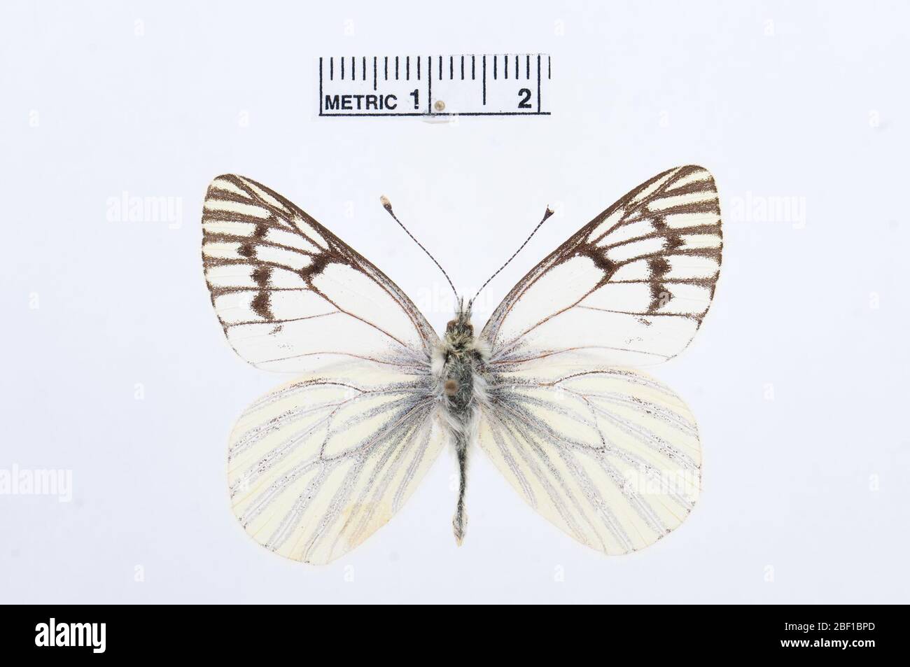 Tatochila hi-res stock photography and images - Alamy