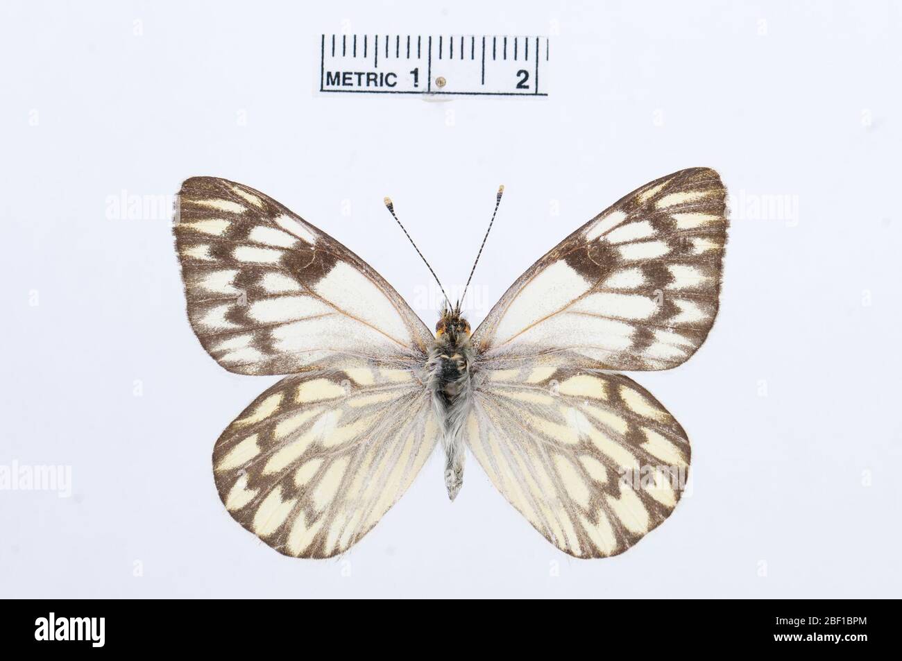 Tatochila autodice hi-res stock photography and images - Alamy