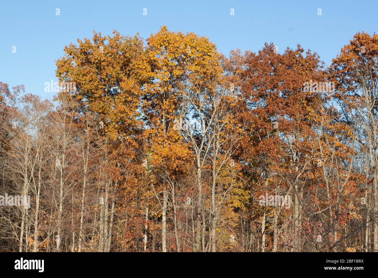 Late Autumn Scene Stock Photo - Alamy