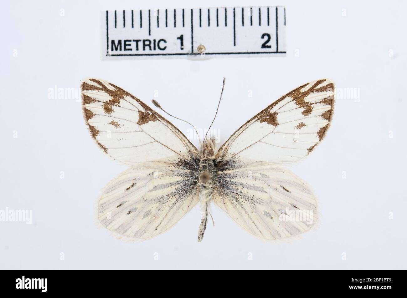 Phulia nymphula hi-res stock photography and images - Alamy