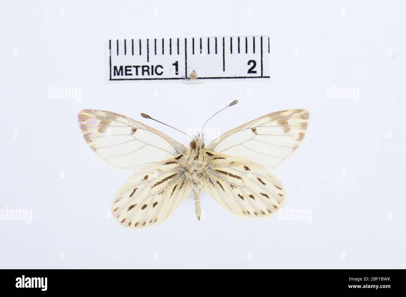 Phulia paranympha hi-res stock photography and images - Alamy