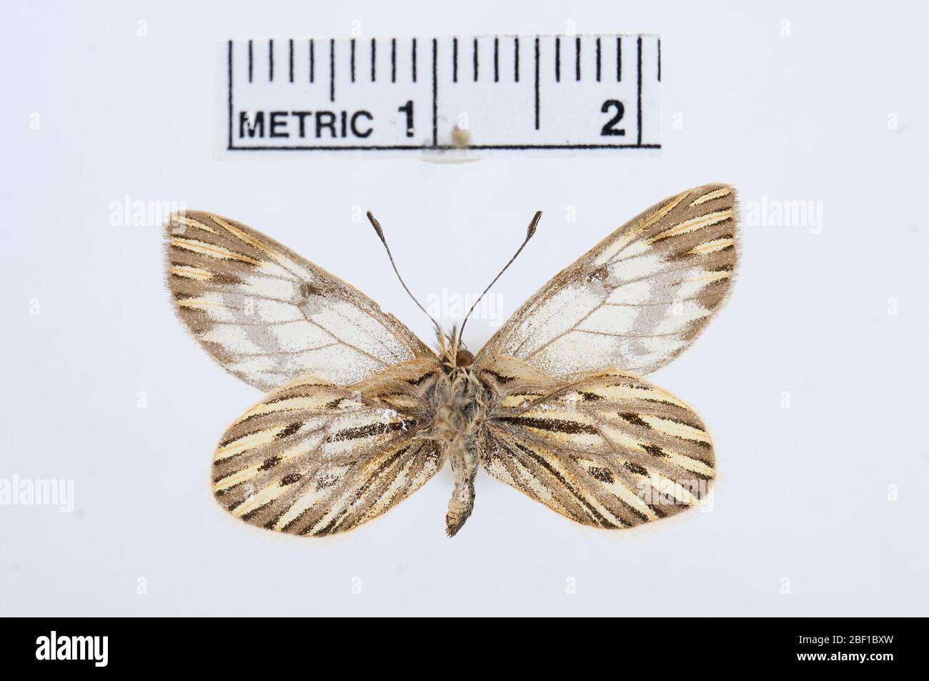 Phulia nymphula hi-res stock photography and images - Alamy