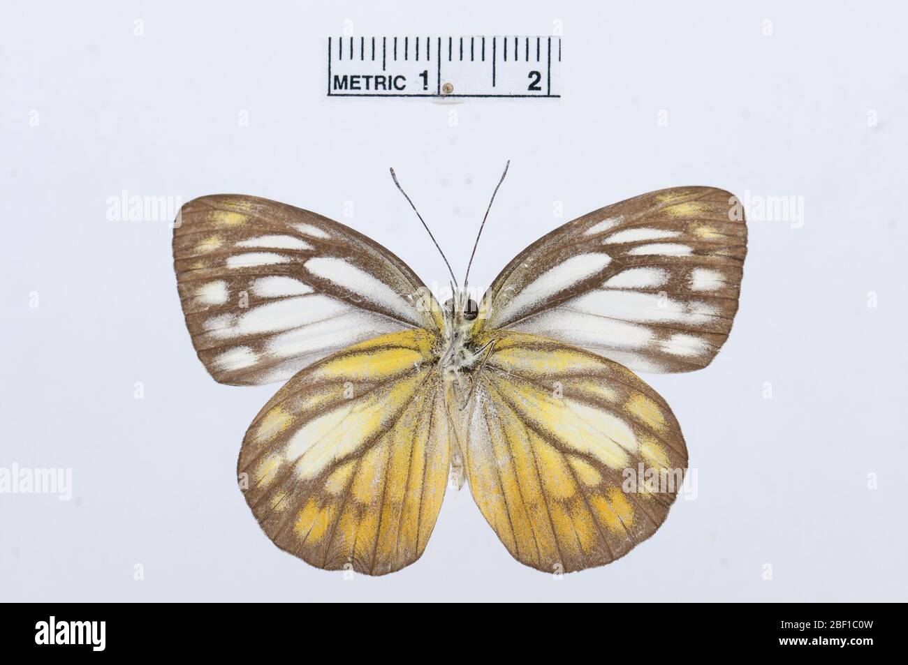 Cepora iudith hi-res stock photography and images - Alamy