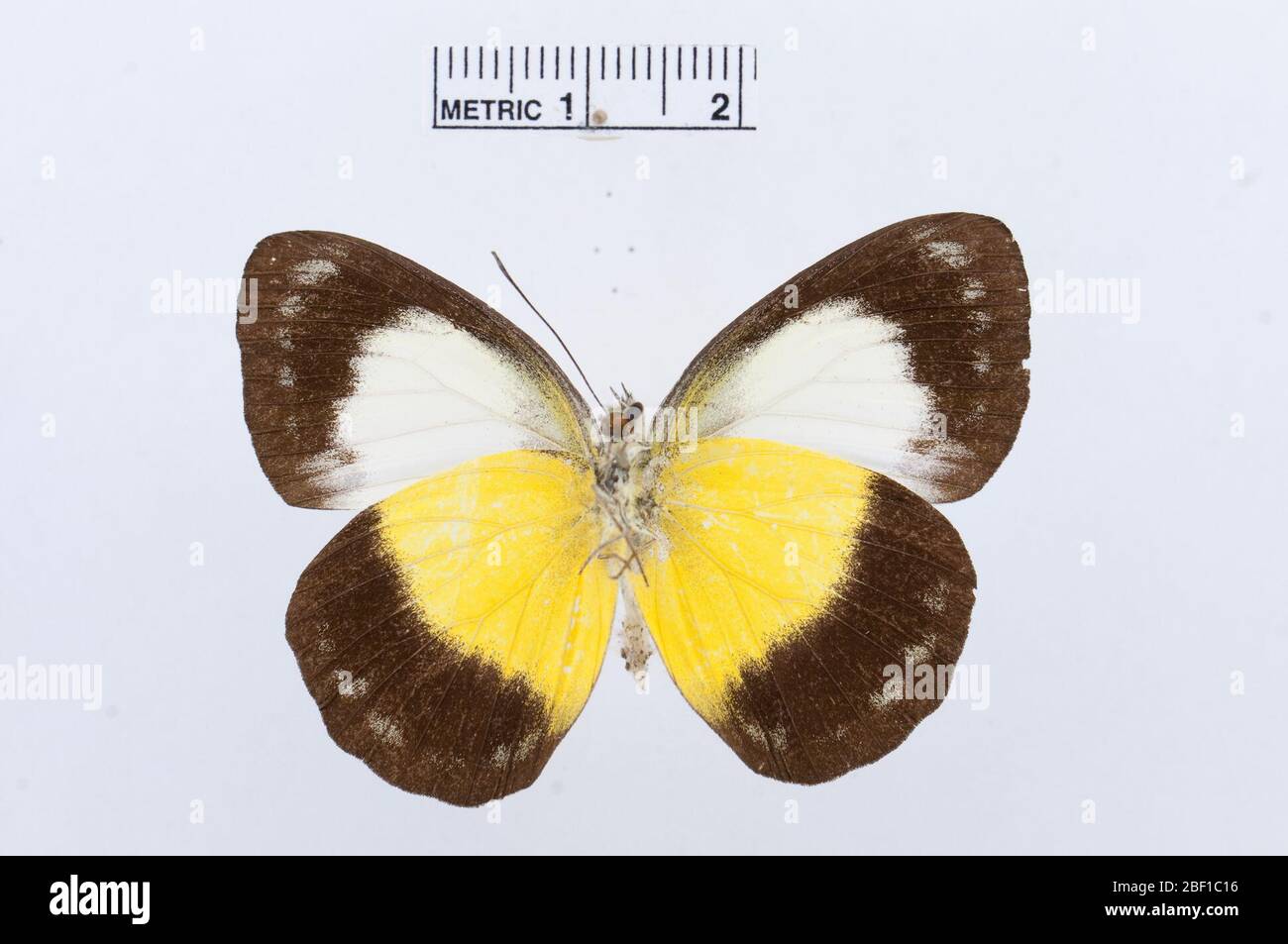 Cepora perimale hi-res stock photography and images - Alamy