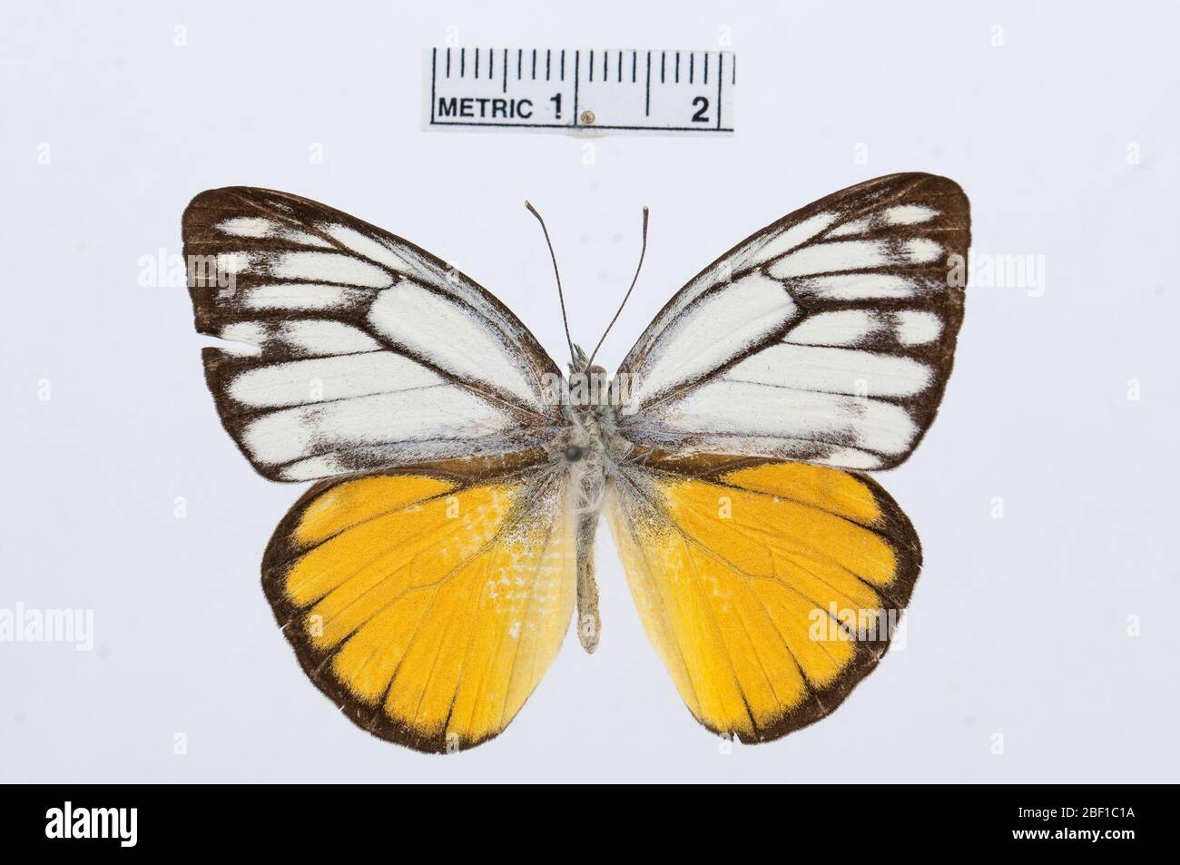 Cepora hi-res stock photography and images - Alamy