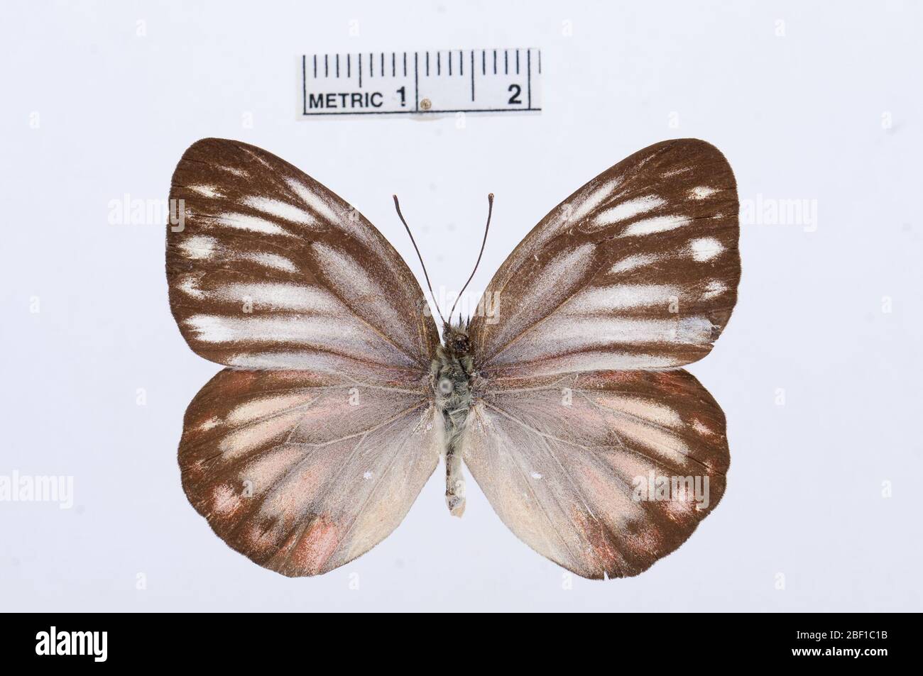 Cepora temena hi-res stock photography and images - Alamy