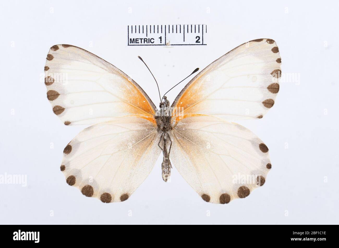 Mylothris ngaziya hi-res stock photography and images - Alamy