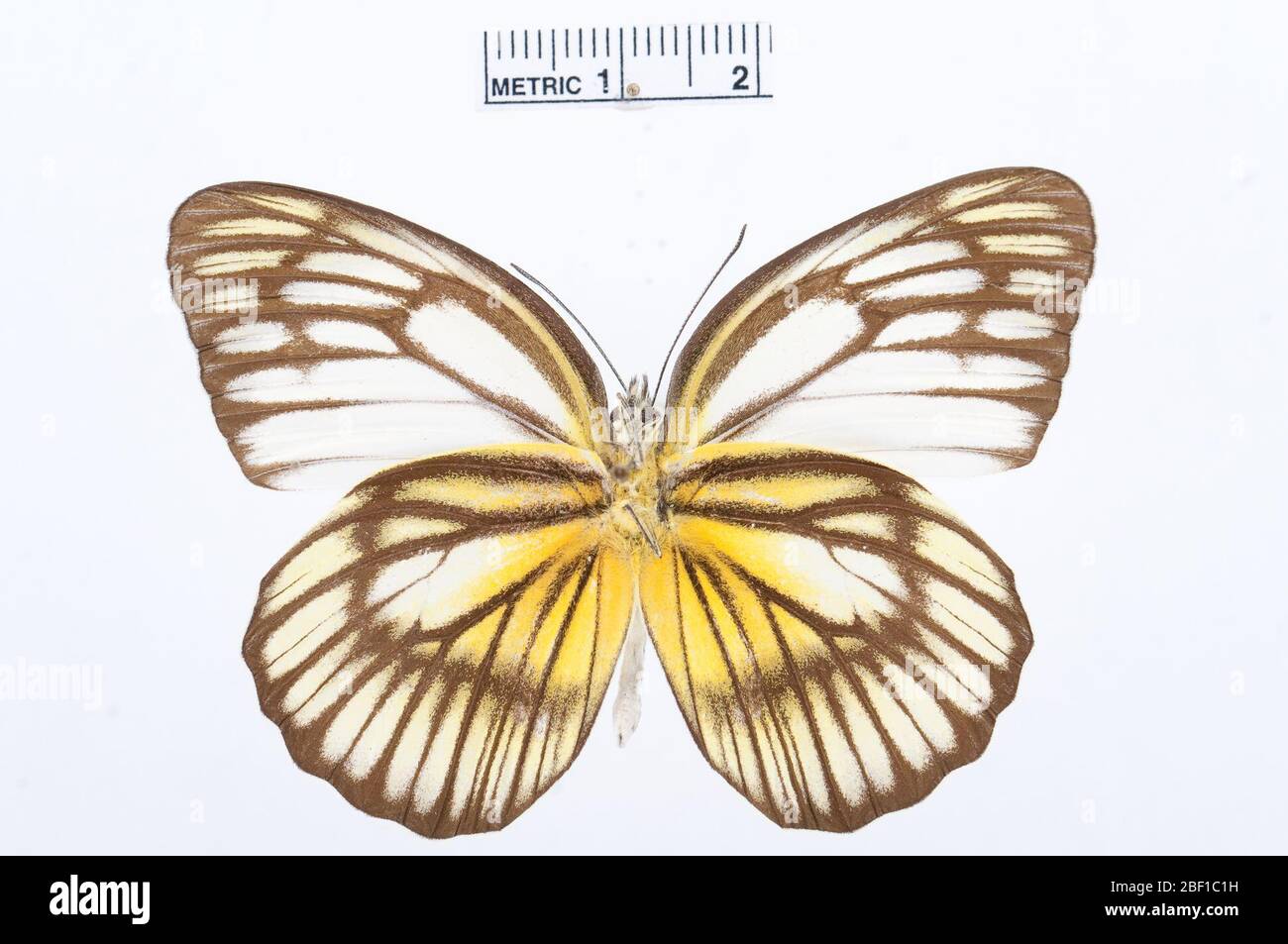 Cepora celebensis hi-res stock photography and images - Alamy