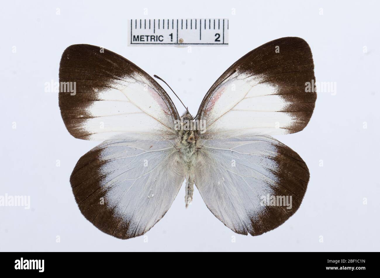 Cepora hi-res stock photography and images - Alamy