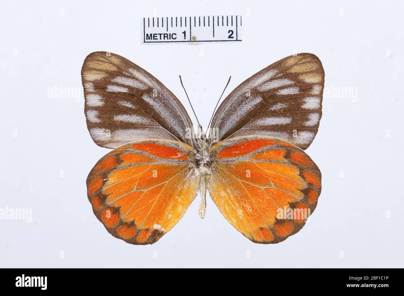 Cepora temena hi-res stock photography and images - Alamy