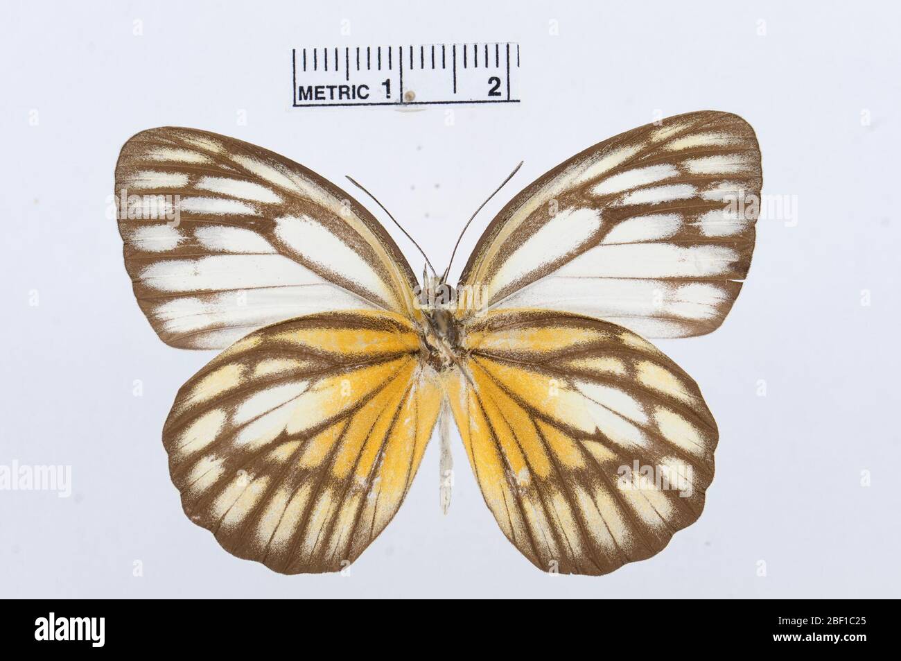 Cepora eperia. 20 Mar 20201 Stock Photo - Alamy