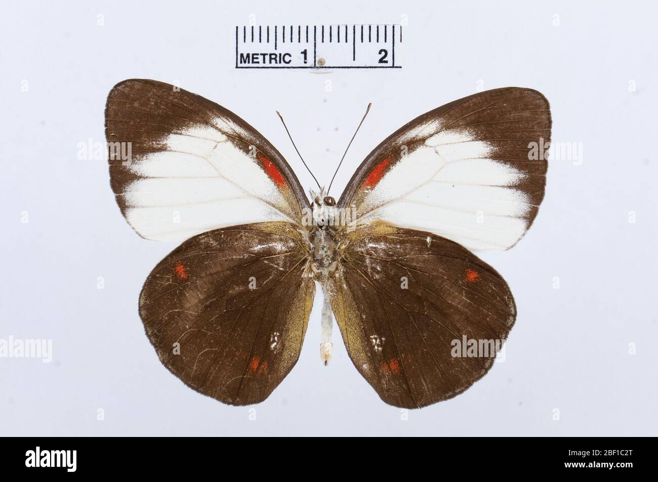 Cepora hi-res stock photography and images - Alamy