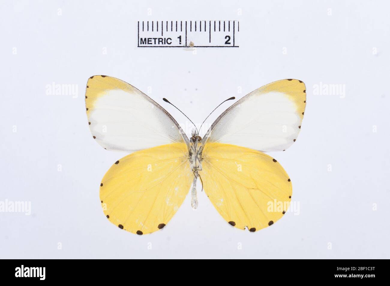 Sagala hi-res stock photography and images - Alamy