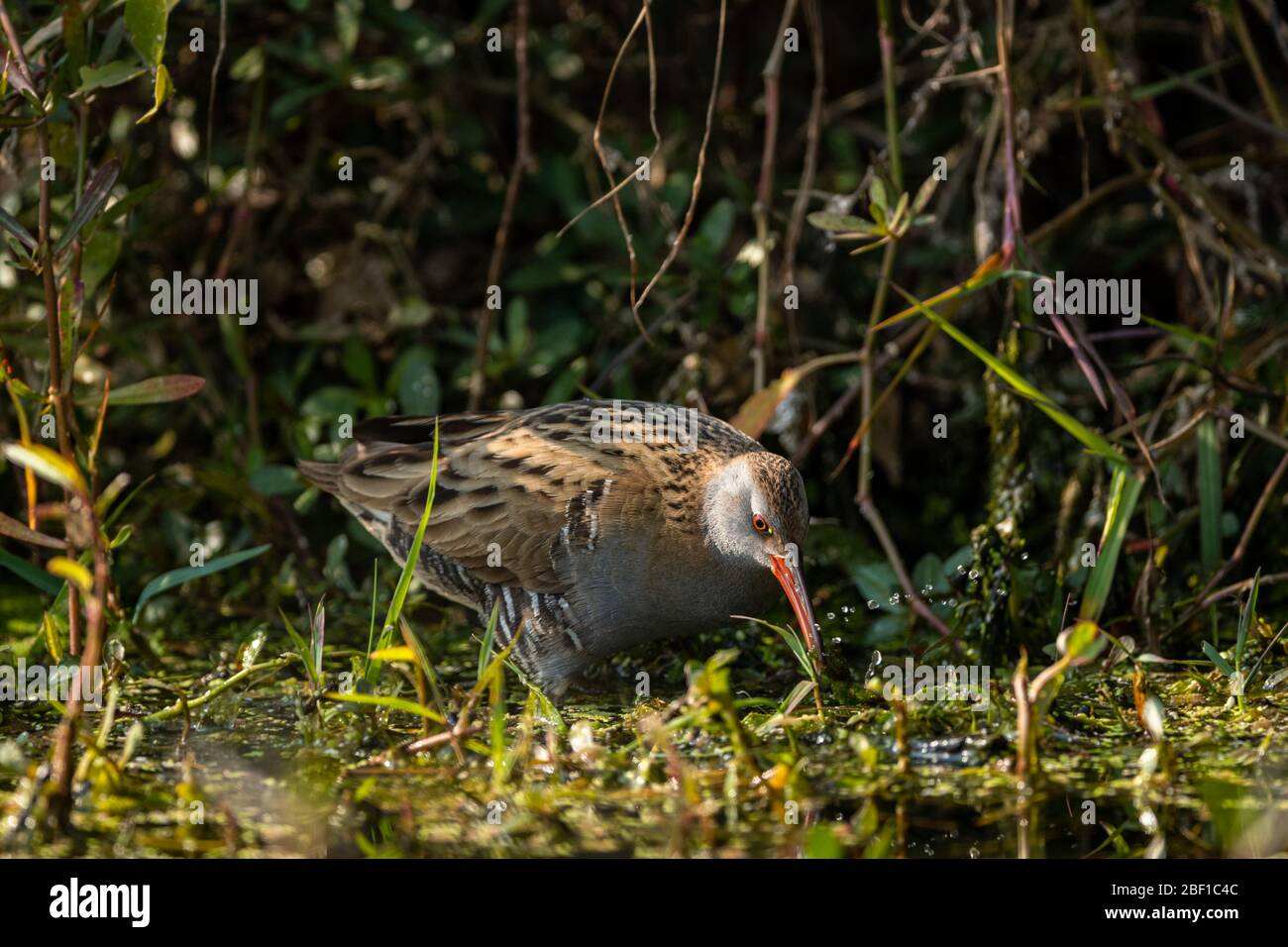 Water Rail or rallus aquaticus a winter migratory bird in wetland of ...