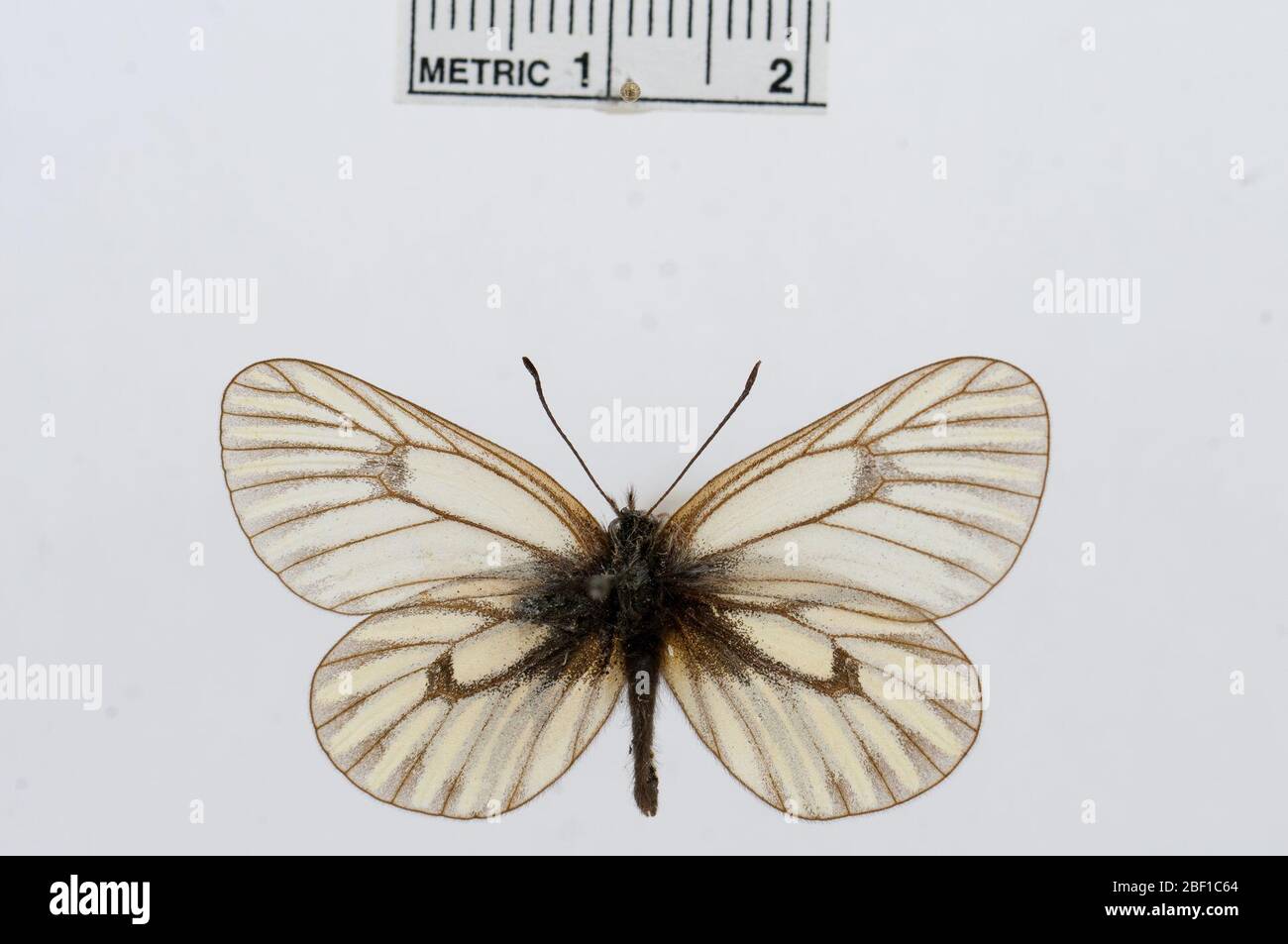 Peloria hi-res stock photography and images - Alamy