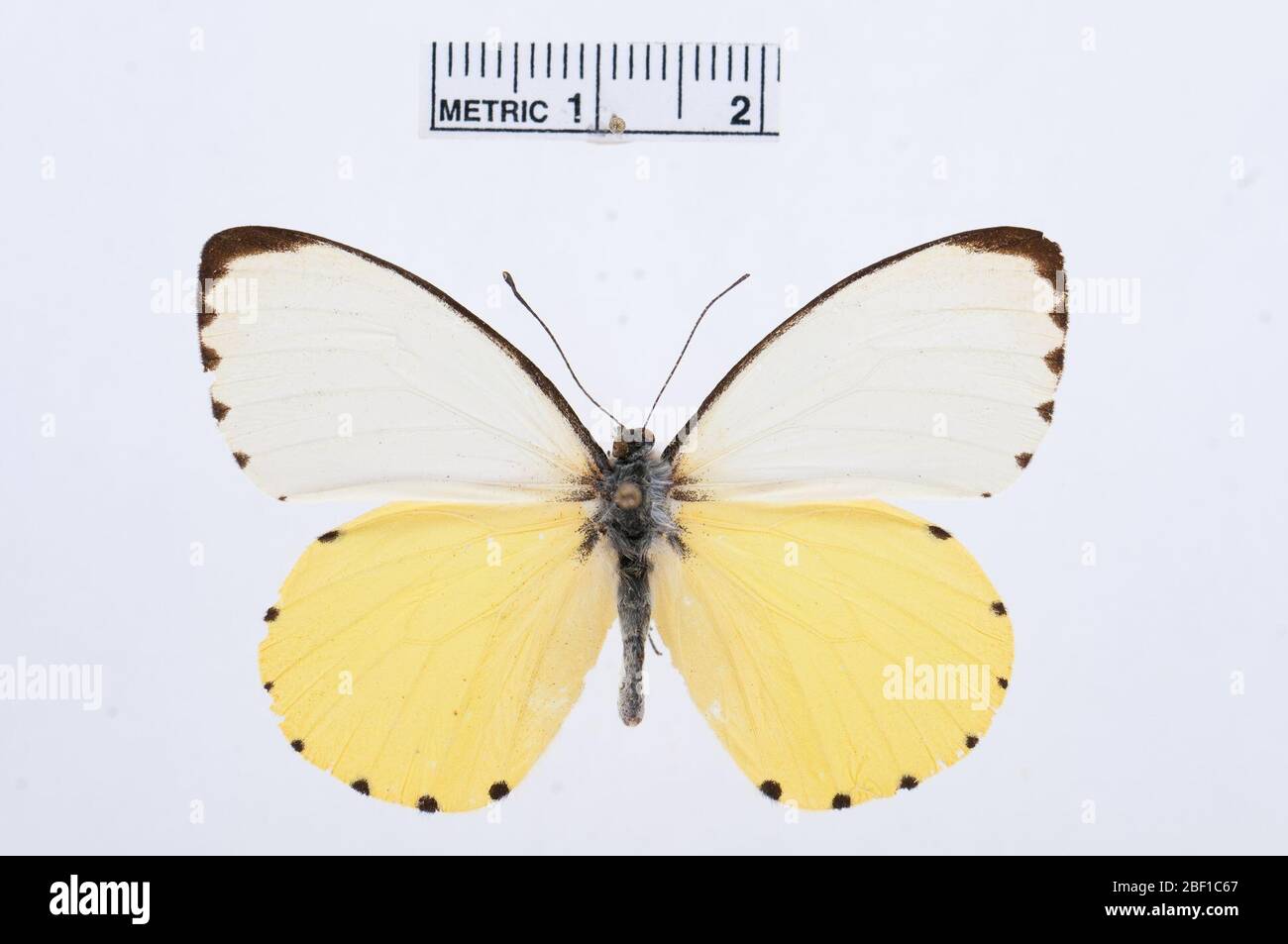 Trimenia hi-res stock photography and images - Alamy