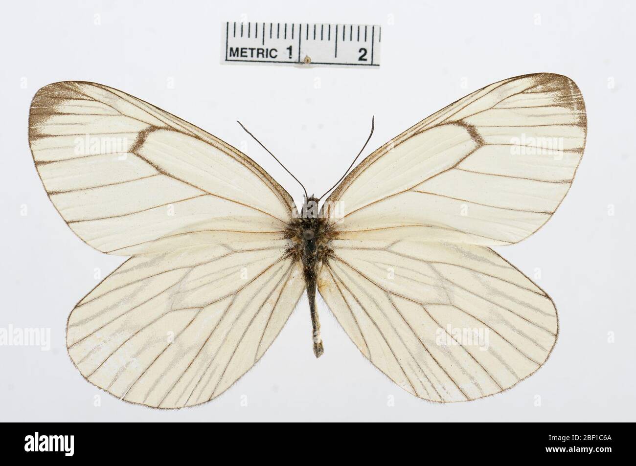 Aporia delavayi hi-res stock photography and images - Alamy