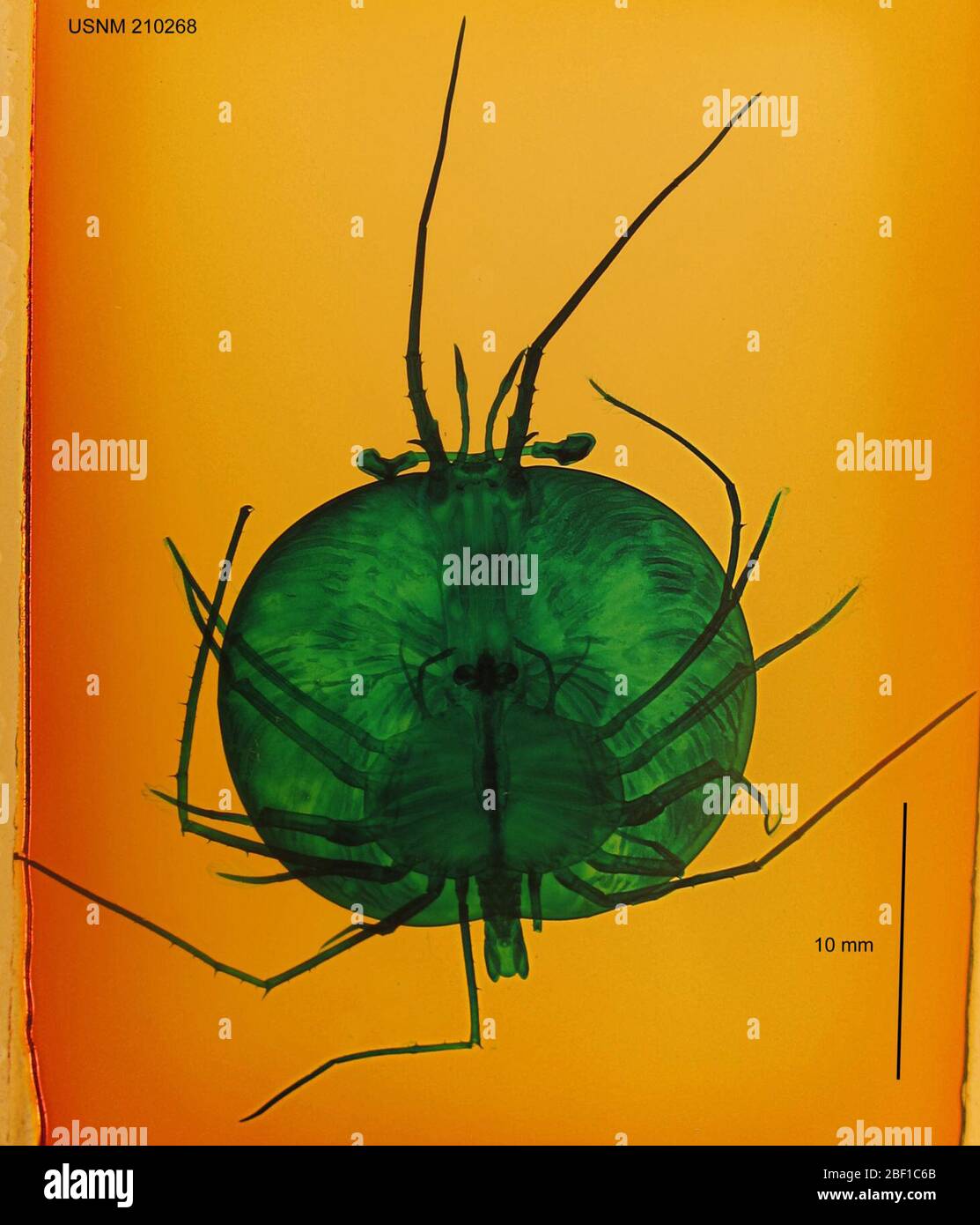 Puerulus hi-res stock photography and images - Alamy